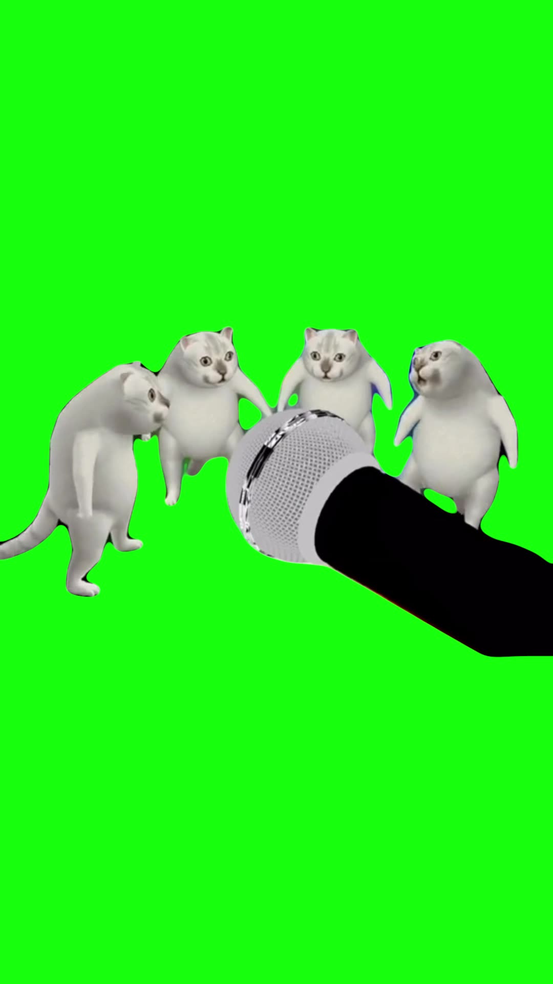 Cats Singing – Murcat | Green Screen
