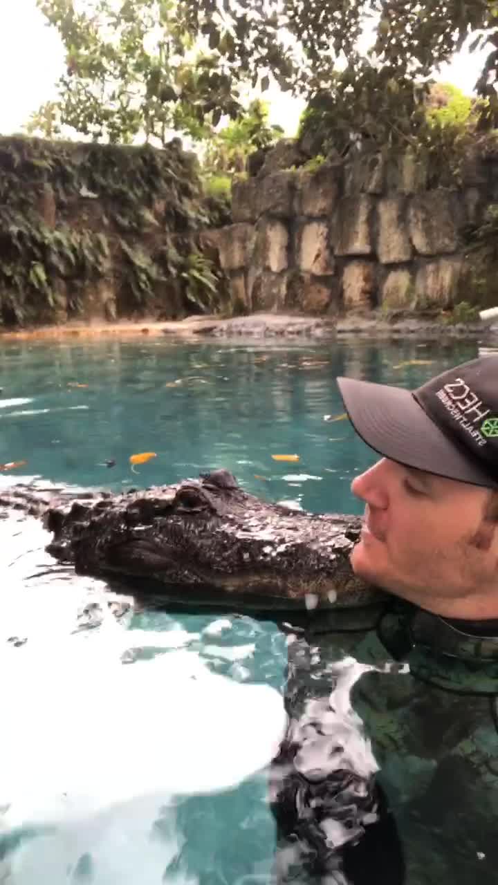 This friendly alligator really loves his caretaker!