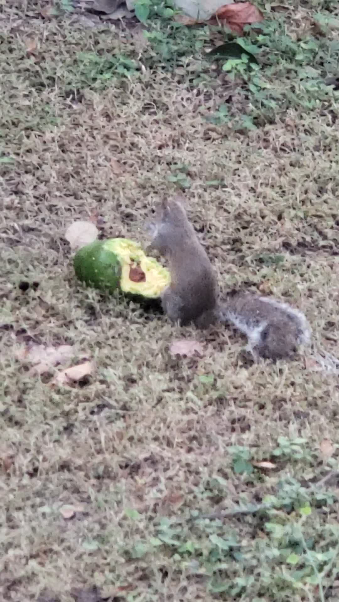 Squirrel Dines Out on Delicious Avocado