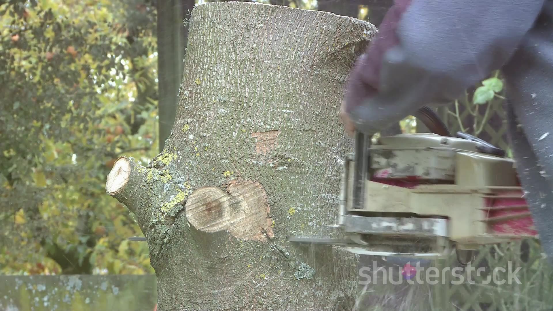 You Won't Believe These Top 5 Insane Tree Law Stories from Reddit!