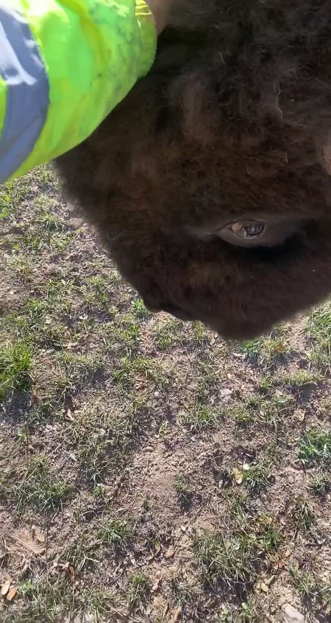 Bison Headbutt Knock Down