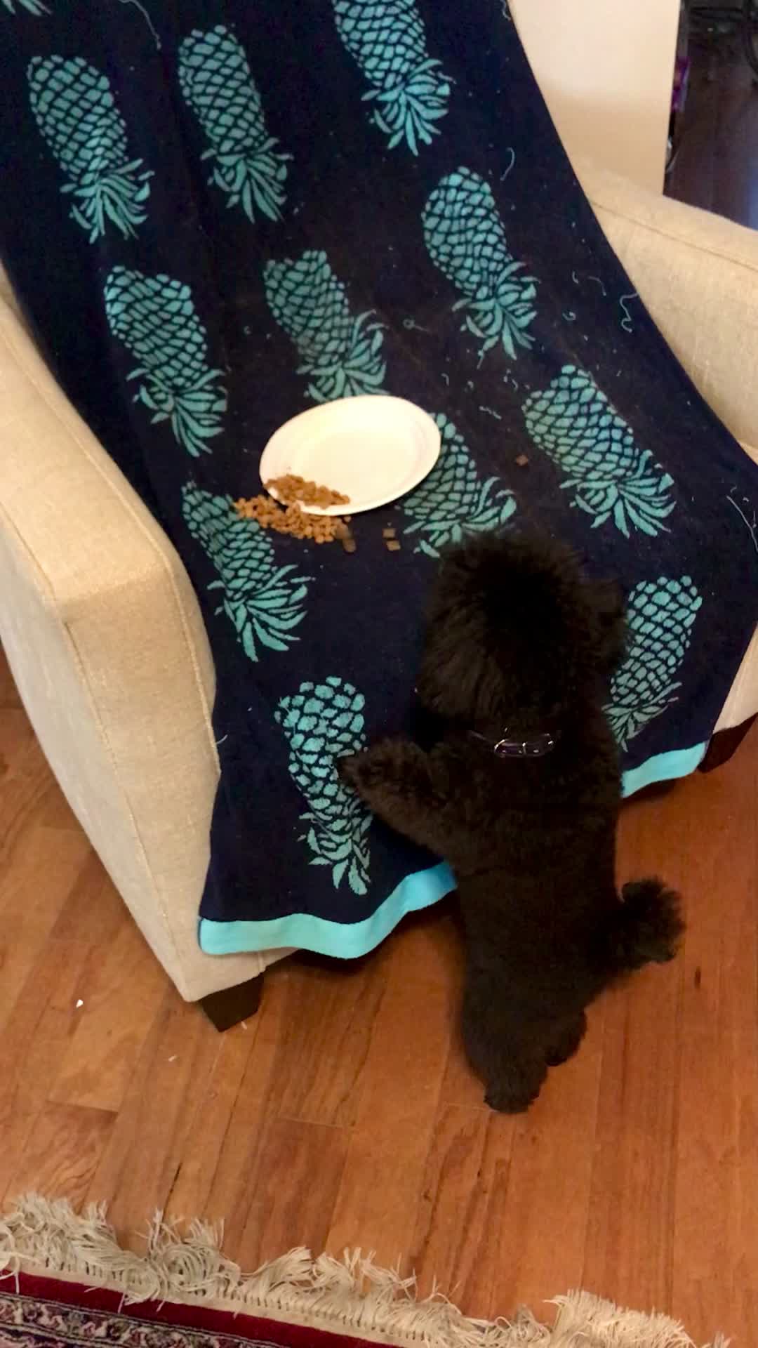 Pixie and the plate Part 2 of 5