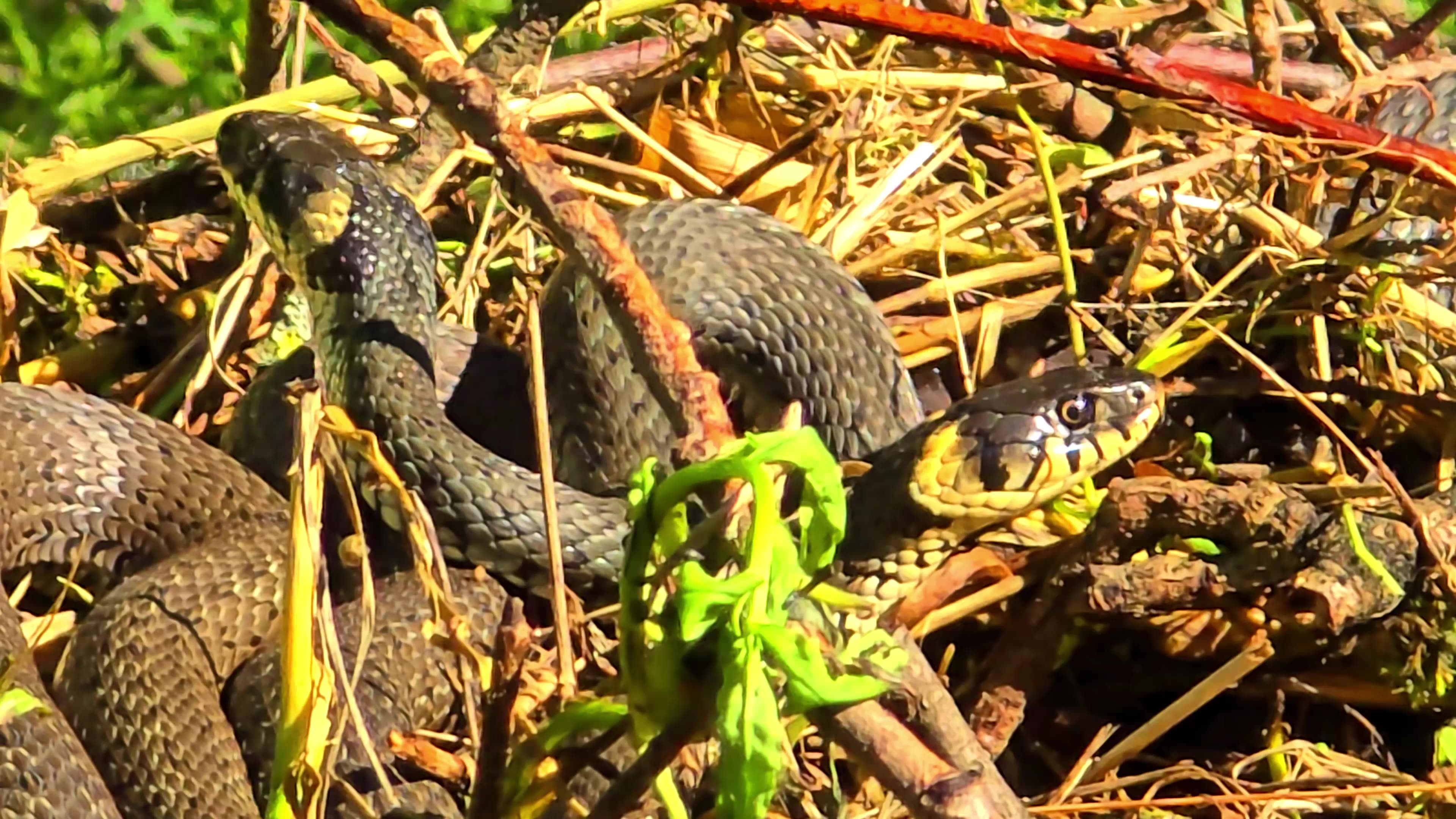 Snakes relaxing in the brushwood / Beautiful grass snakes on a ...