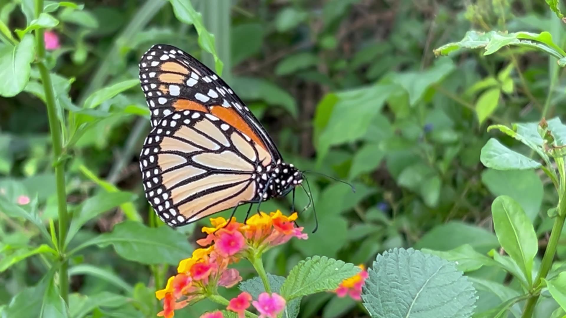 Monarch visiting at home April 1 2024