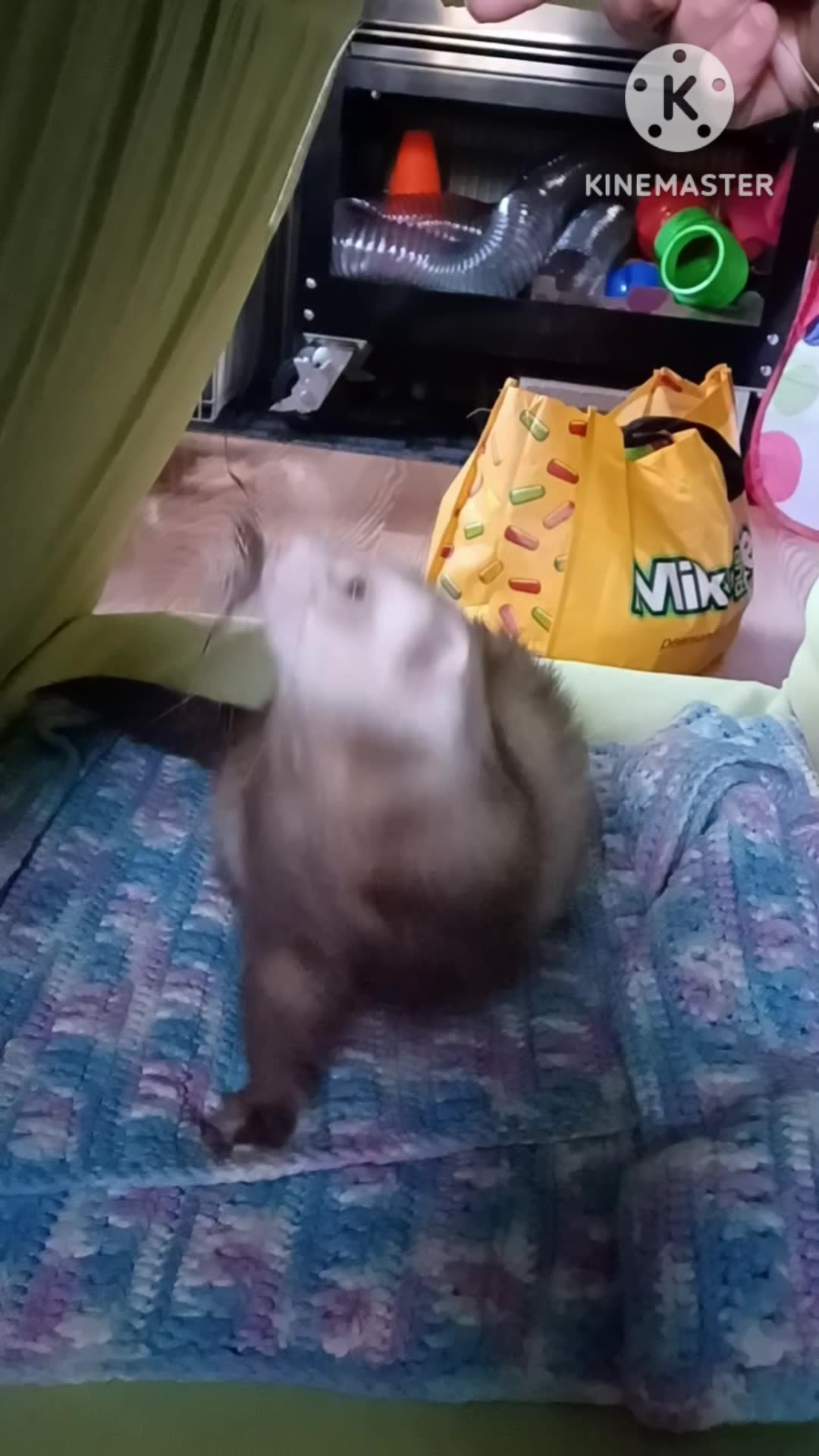 Crazy Ferret!