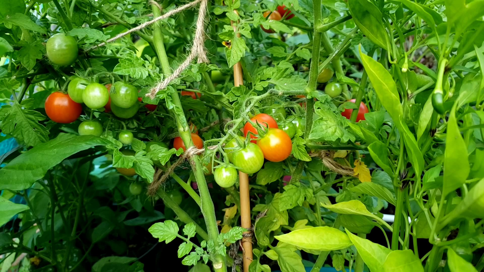 Summer Vegetable Garden and harvest in June 2024