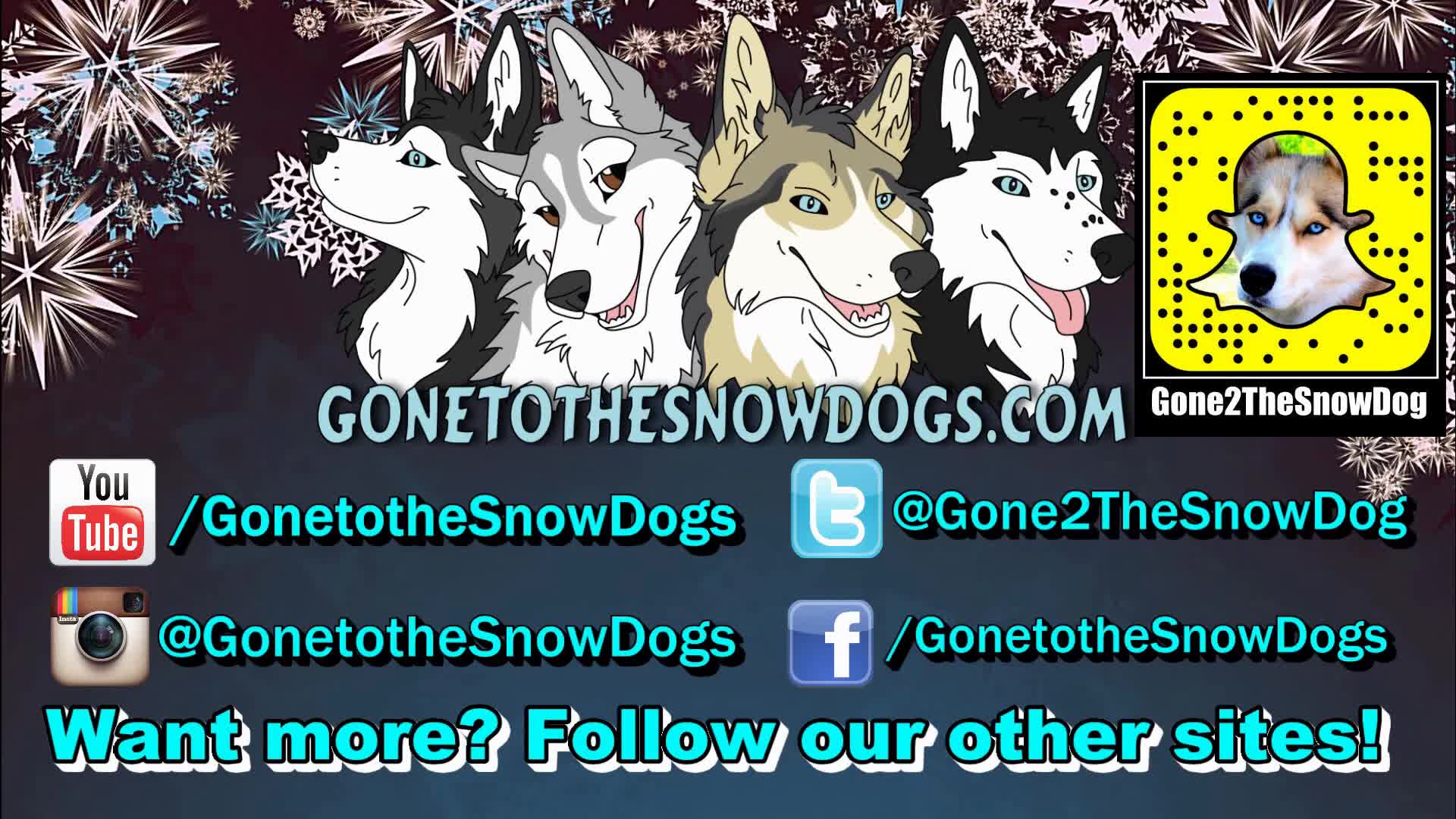 Husky diva posa para la cámara