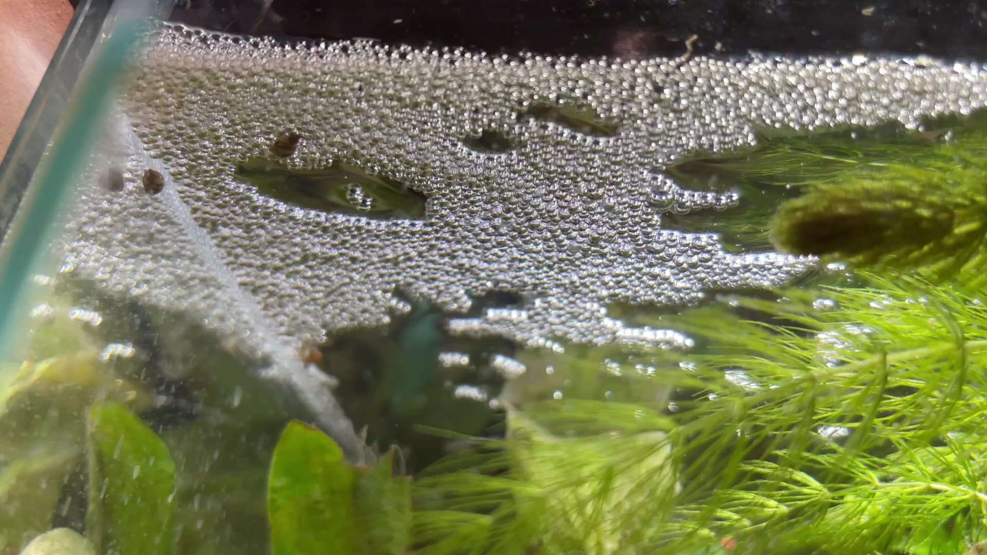 My Betta Fish Building a Bubble nest ready to Spawn #bettafish