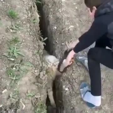 Bad luck Sheep