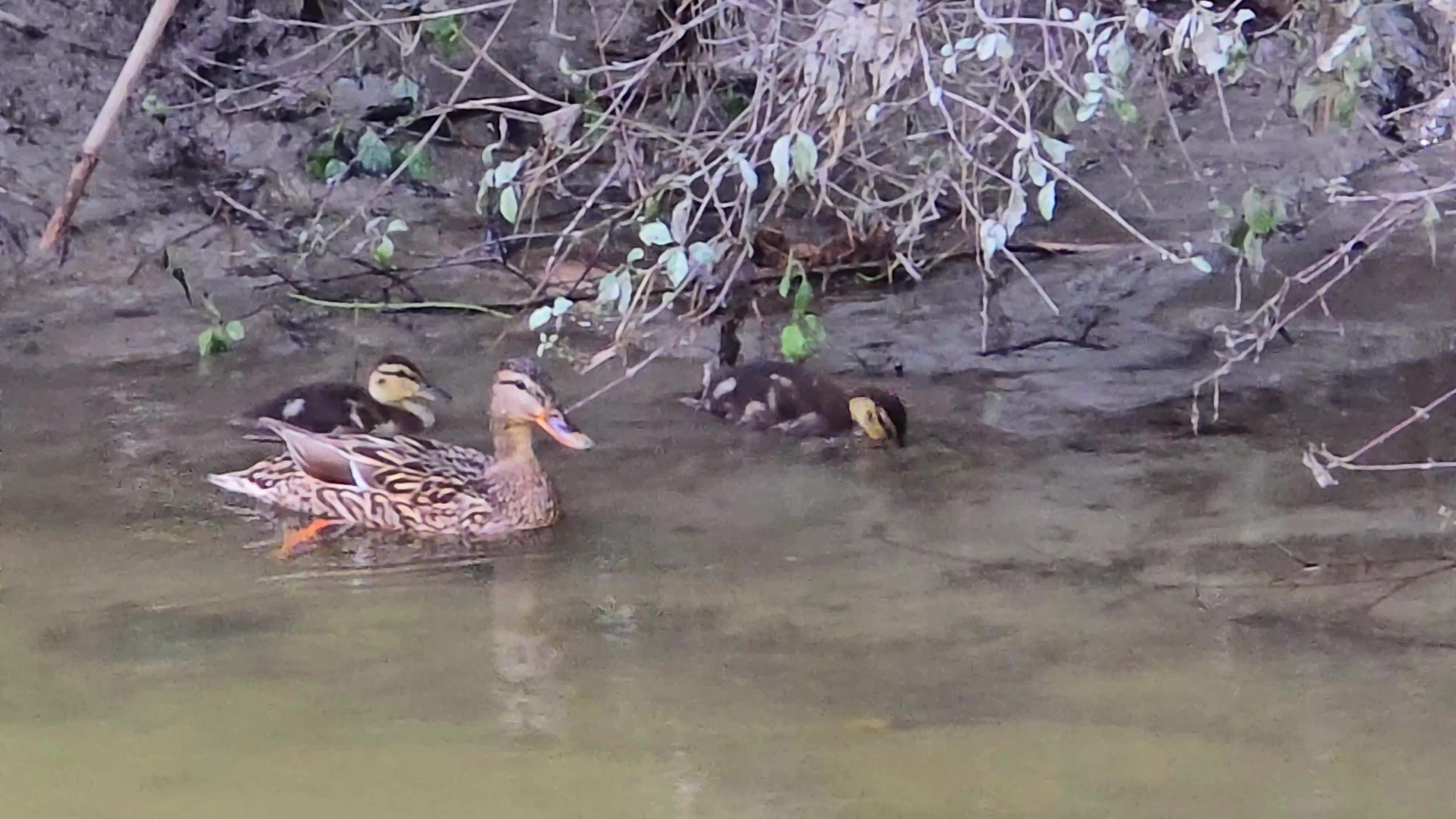 Two cute ducklings swimming with their mother in the river / beautiful ...