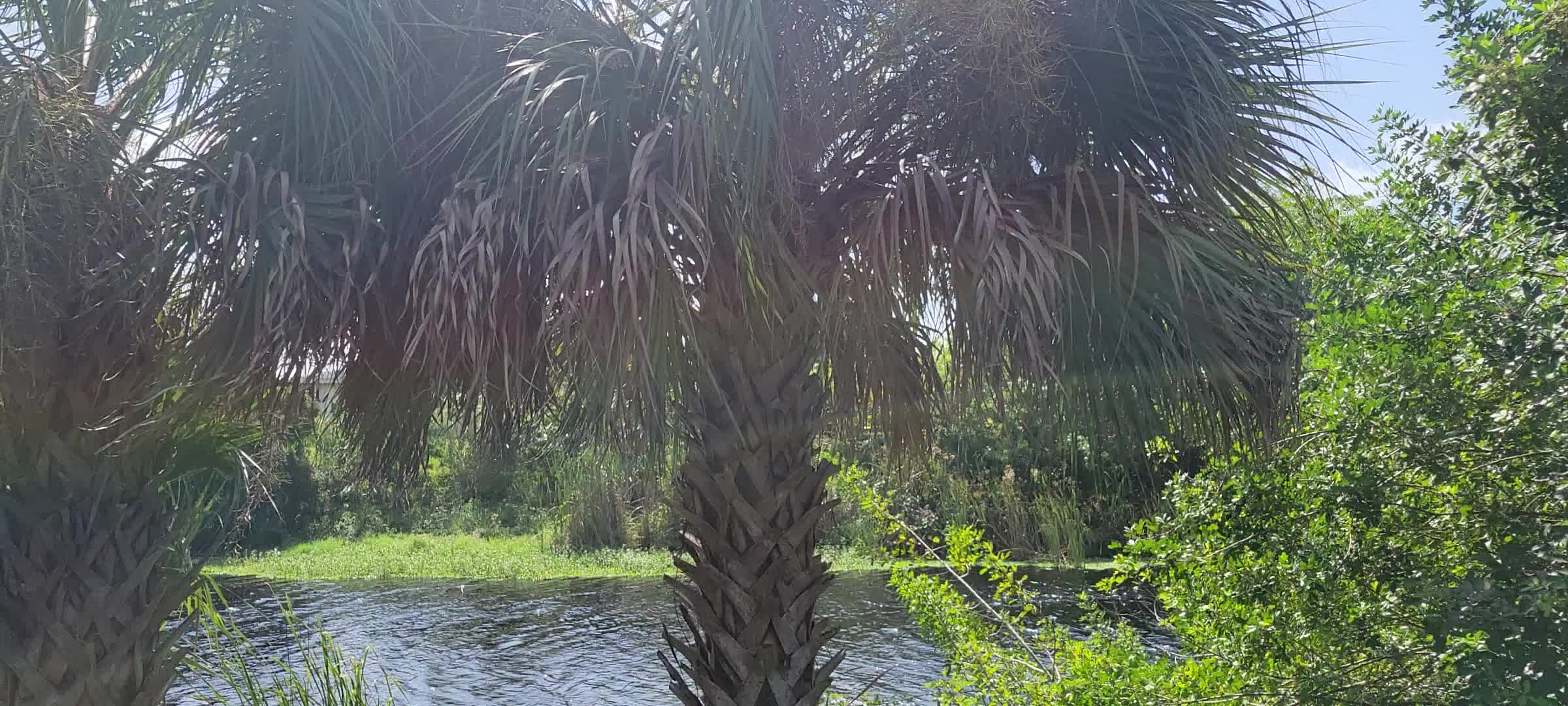 Backyard Serenity