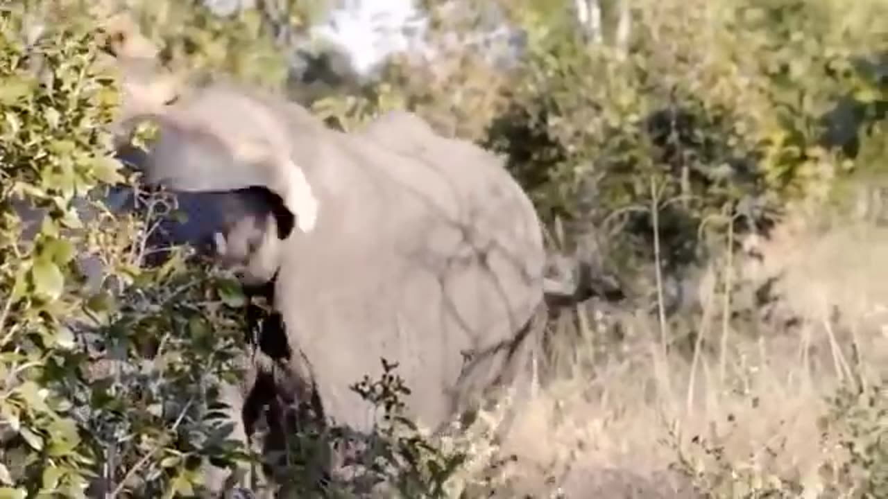 Top 10 Strongest Prey In The Wild - When Prey Fights Back - Prey VS ...