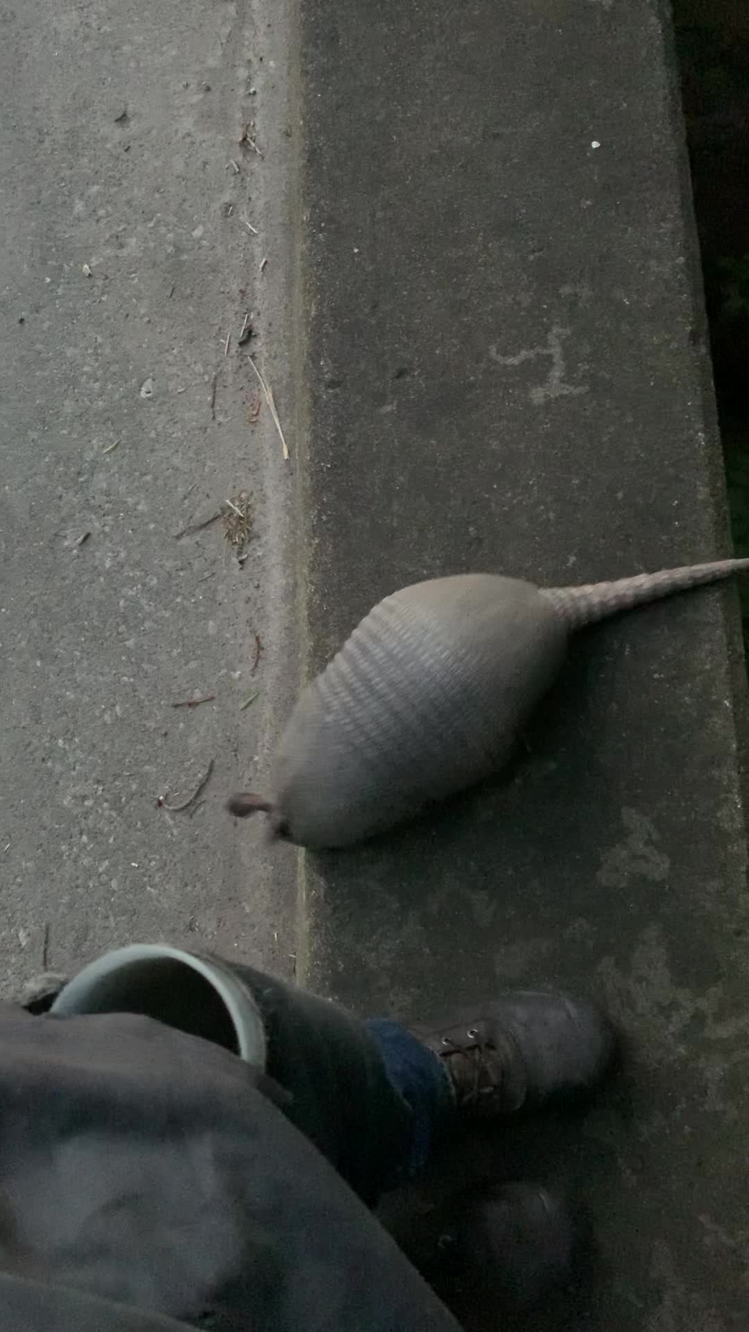 Armadillo Must Go Around Scared Human