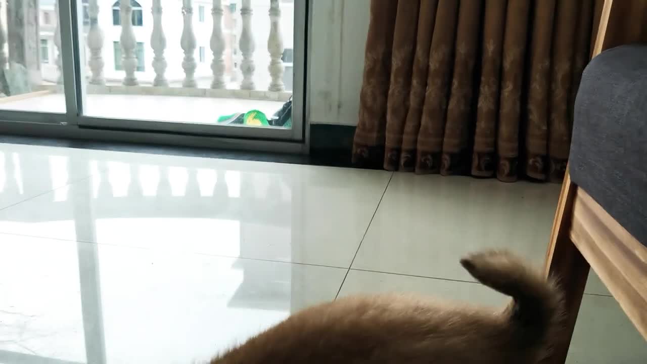 Cute puppy dog plays basketball first, then plays with the curtain, and ...