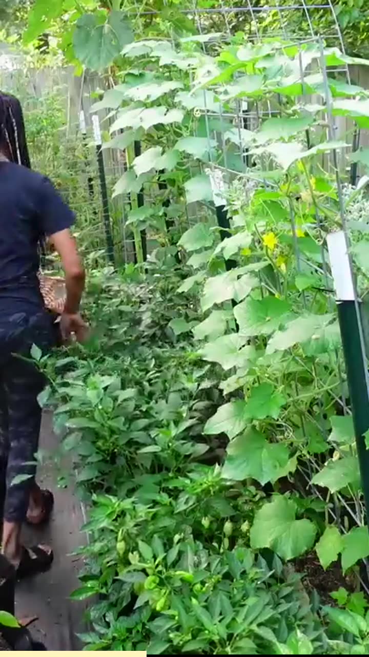 how i grow a garden in my backyard