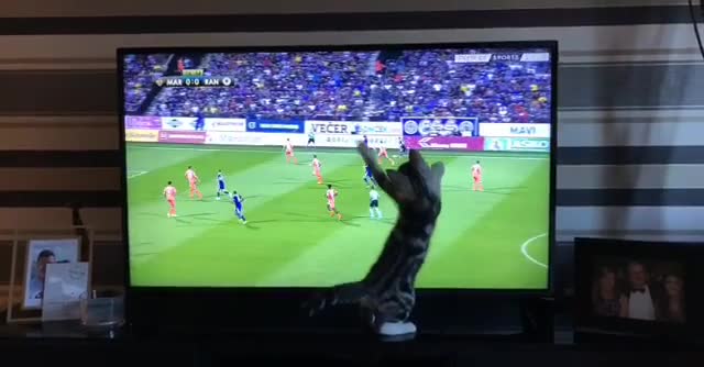 Cat Is Watching A Football Game