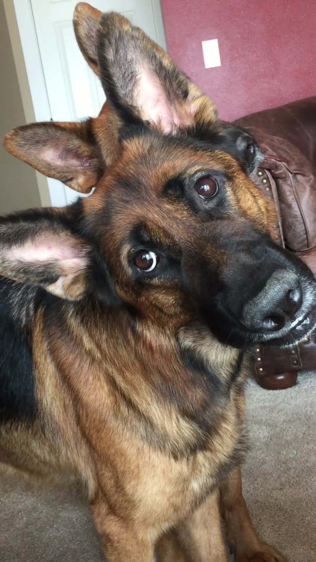 Synchronized Head Tilts By Handsome Shepherds