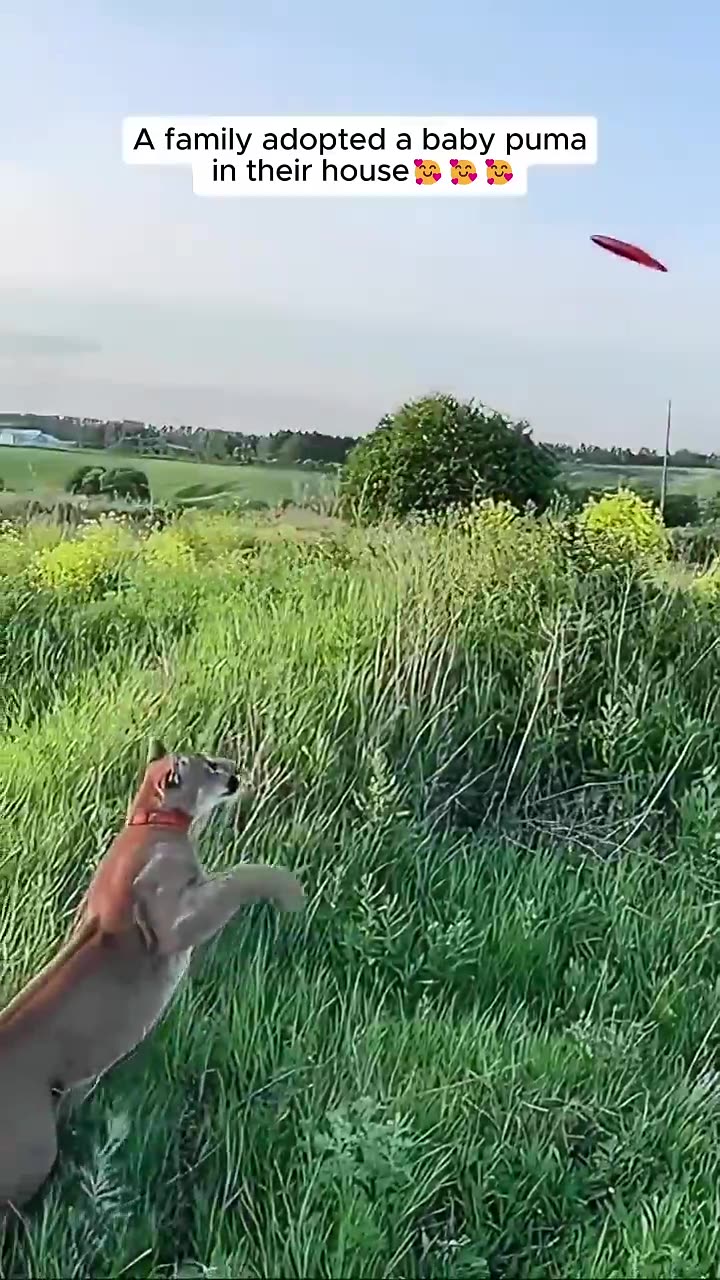 A family adopted a baby puma