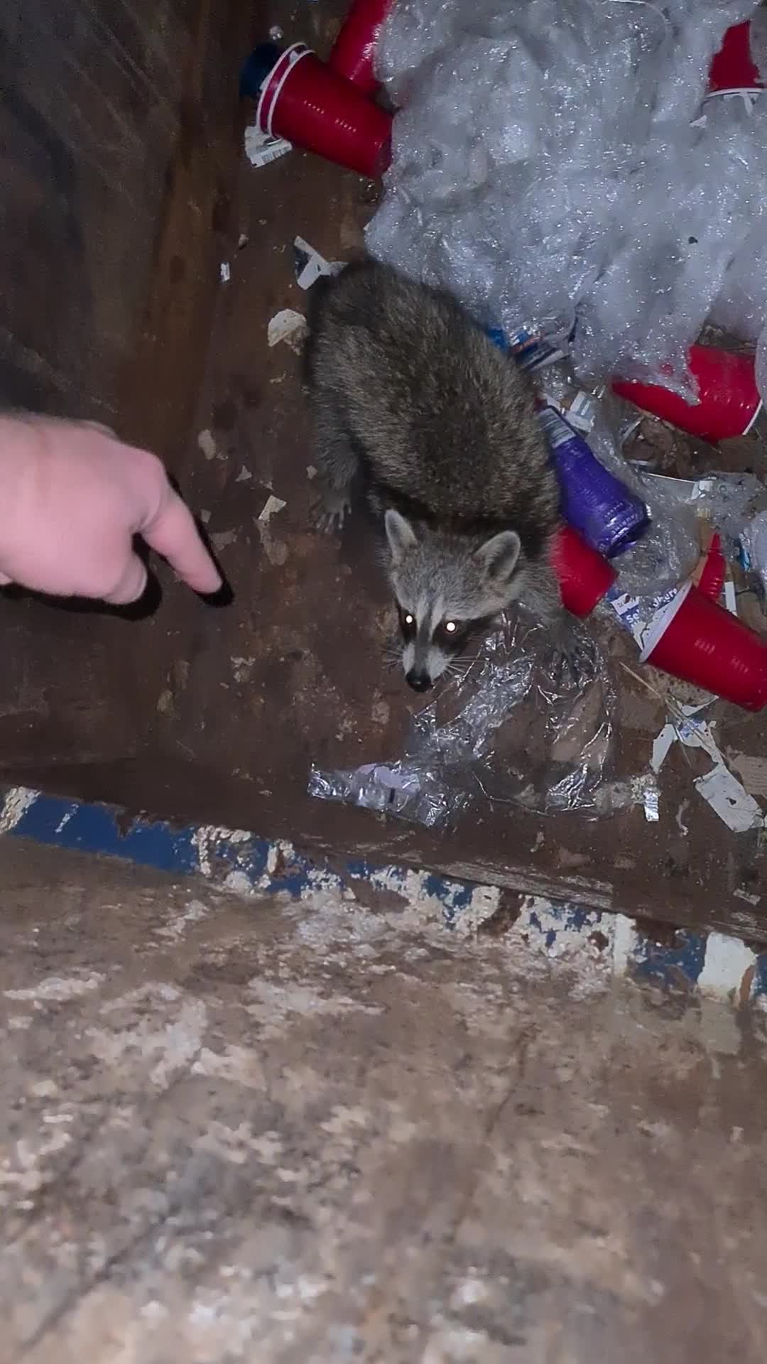 Trash Panda Gets a Lift