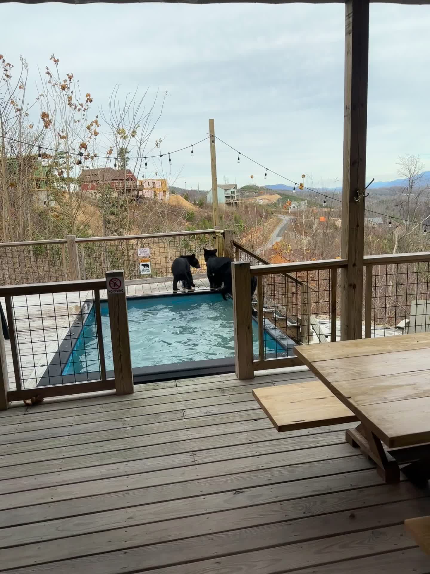 Black Bear Cubs Play In Airbnb Pool On Vacation