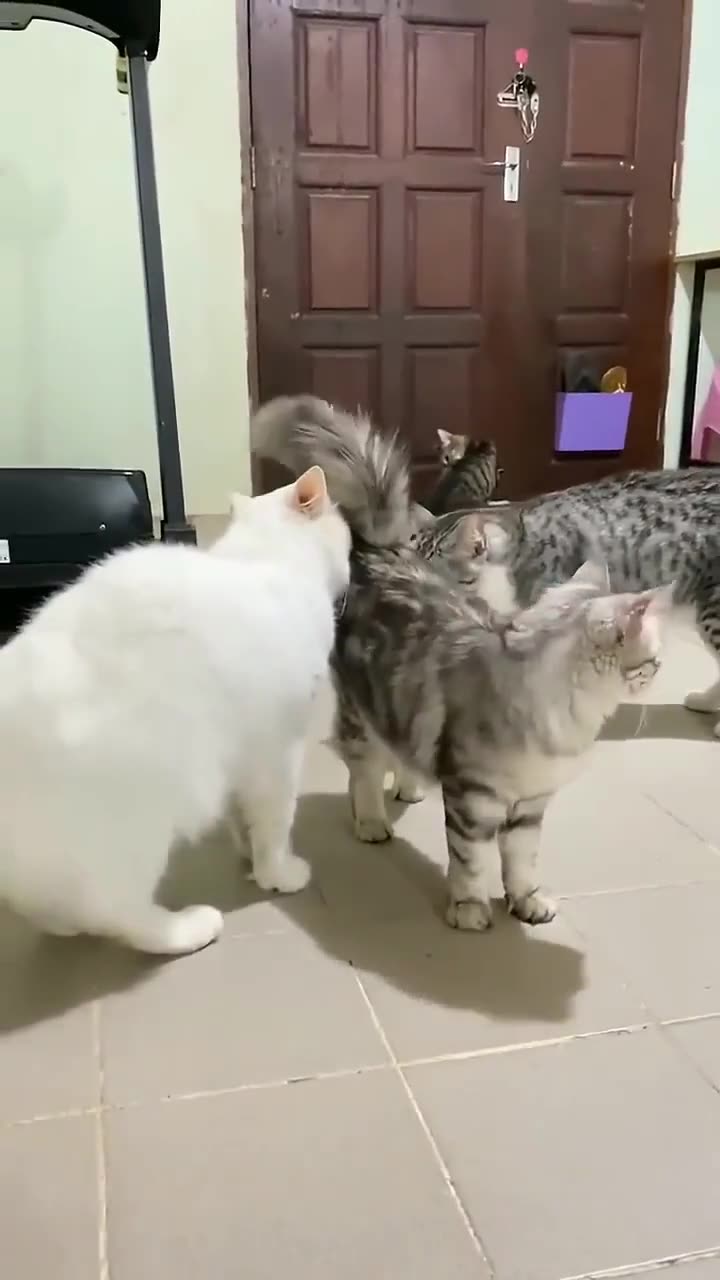 Cat playing peacemaker between two cats that are about to fight