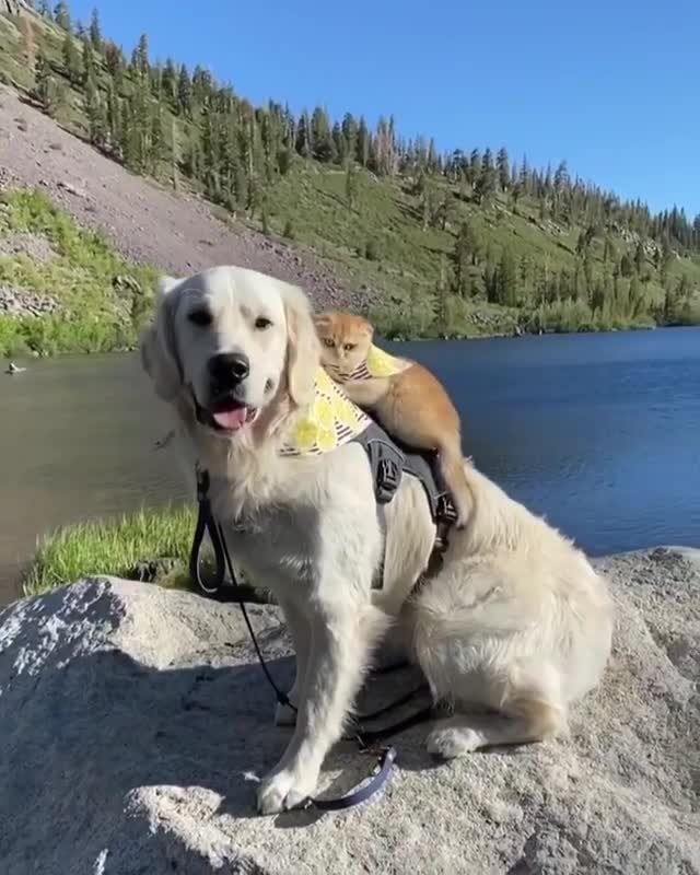 Cat Rides On The Back Of Doggy Best Friend For Adventure Time
