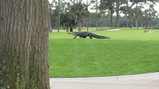 Giant Gator Walks Across Florida Golf Course Like On Runway