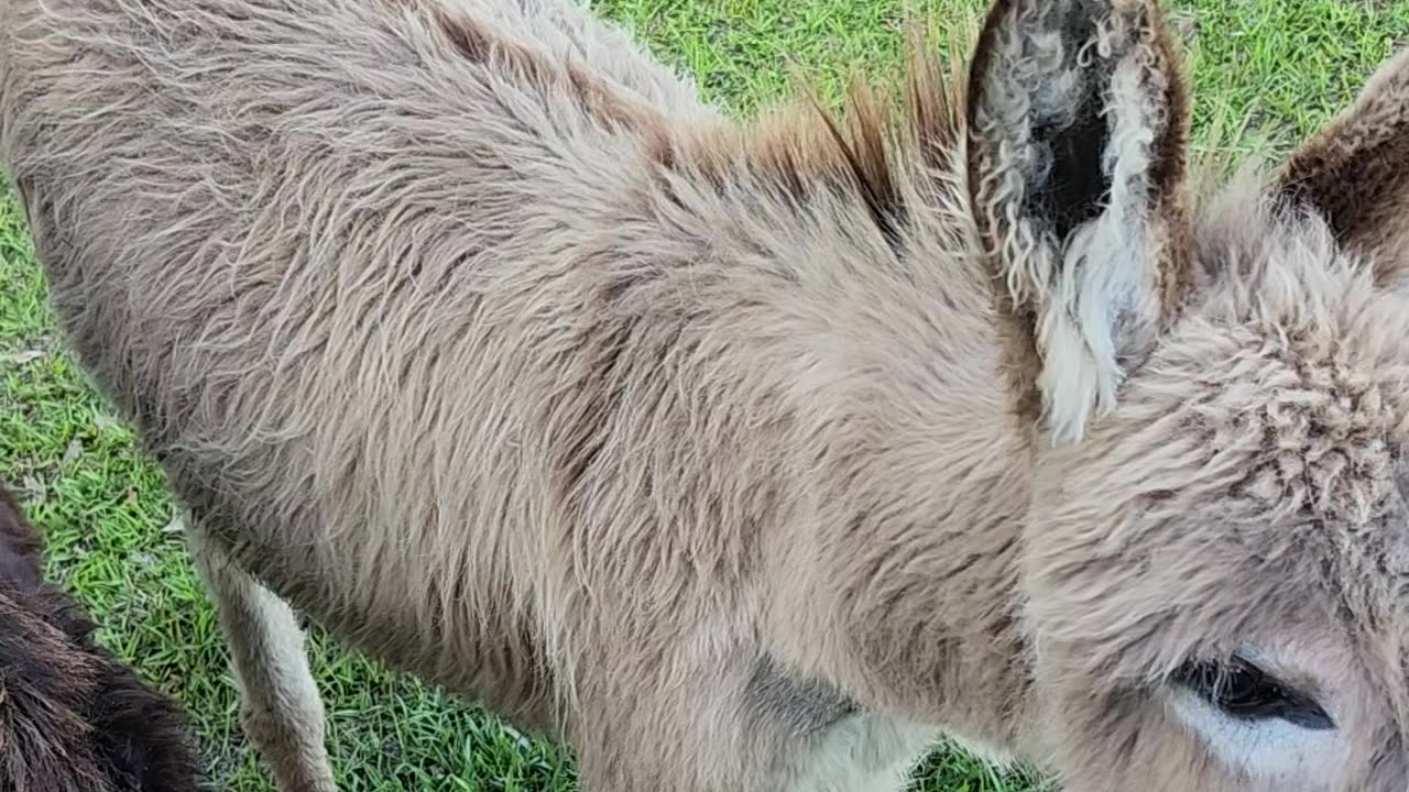 Hanging out with the donkeys for a bit Brown is always trying to bite me