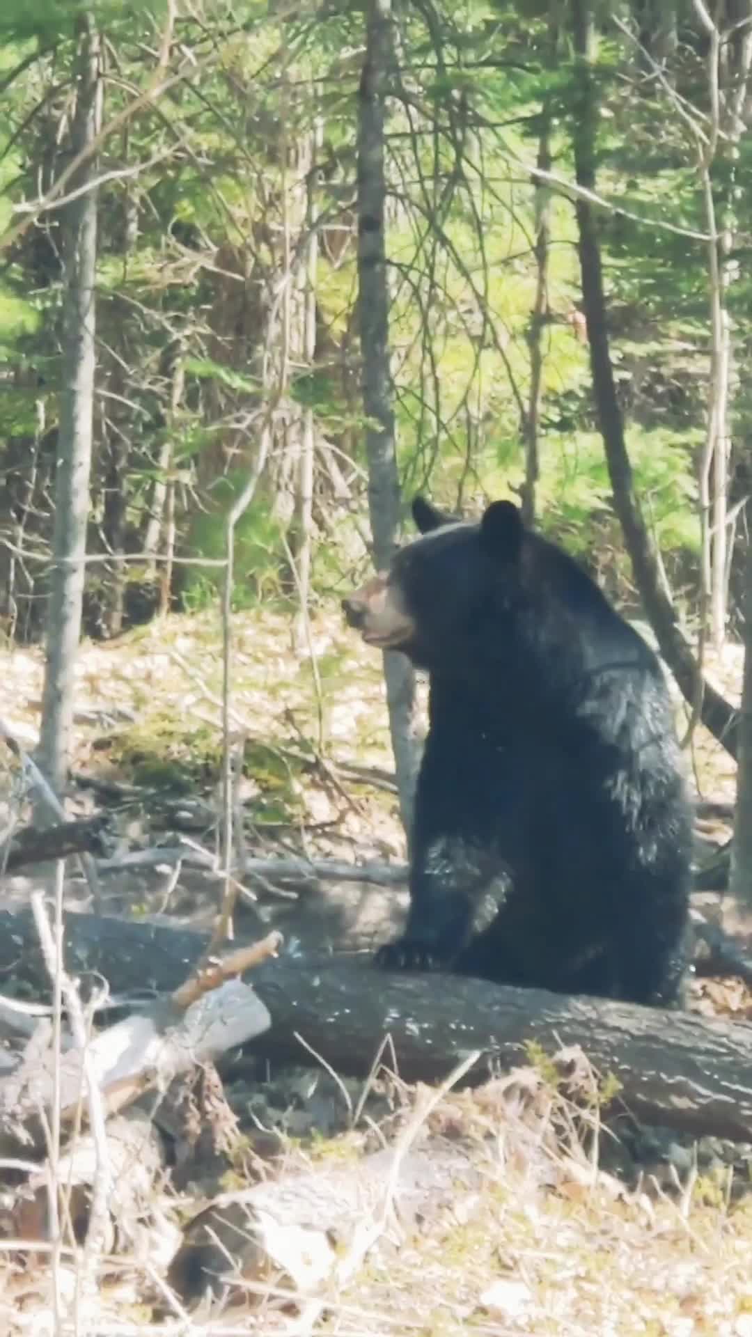 Very upset bear