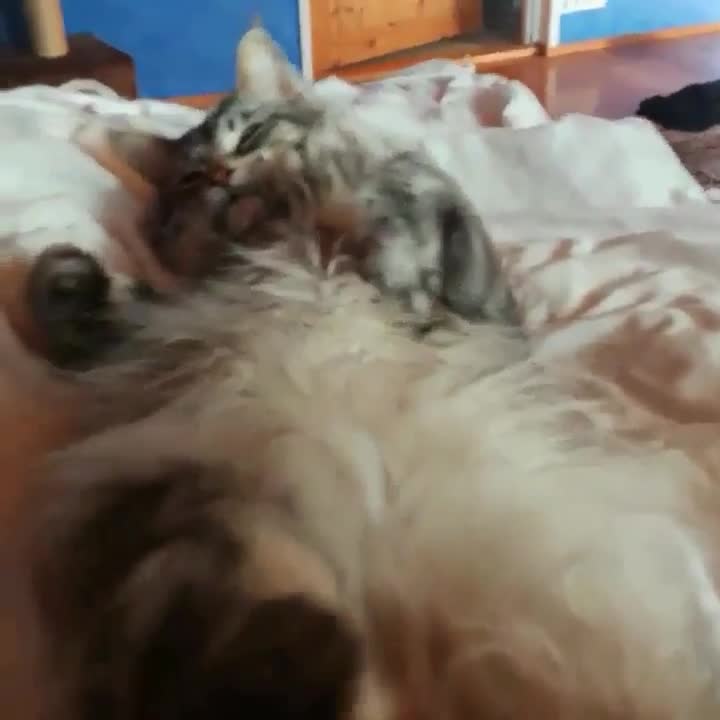 Fluffy male showing off hes belly