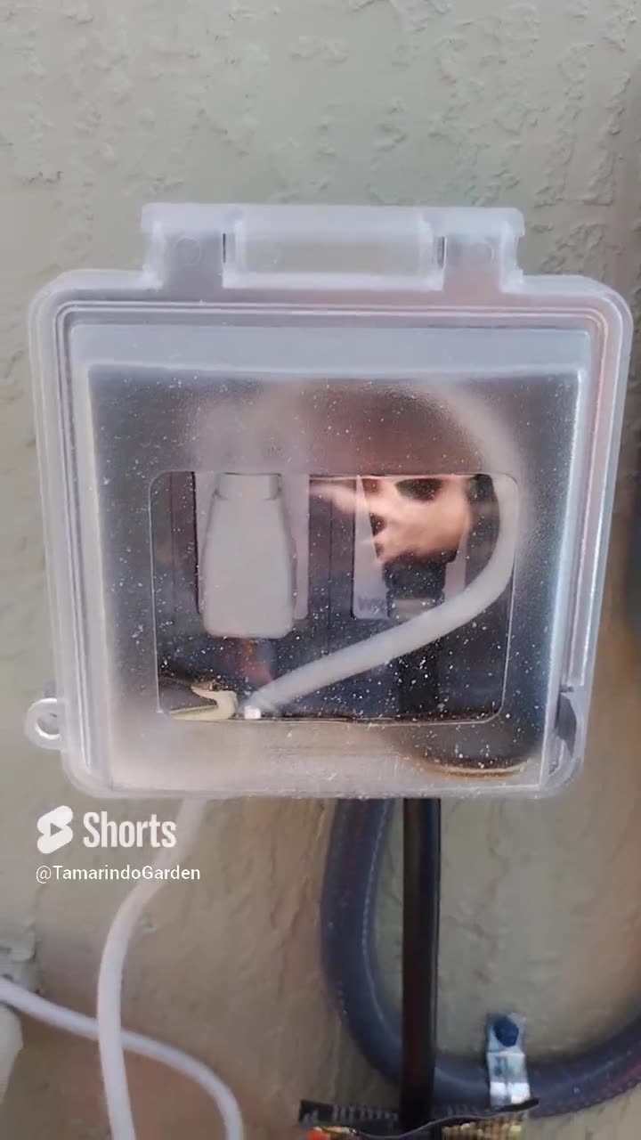 No snake in my boot, but there's was one snake in my outlet. 🔌 🐍