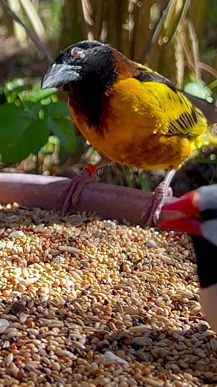 zebra finches in mix bird aviary