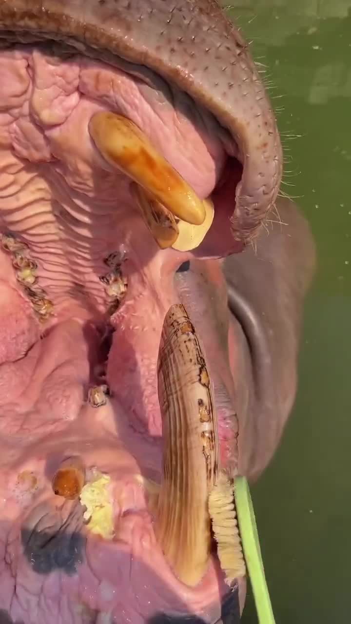 Hippo brushing teeth
