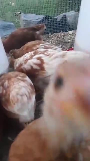 08 10 2019 -morning feeding frenzy