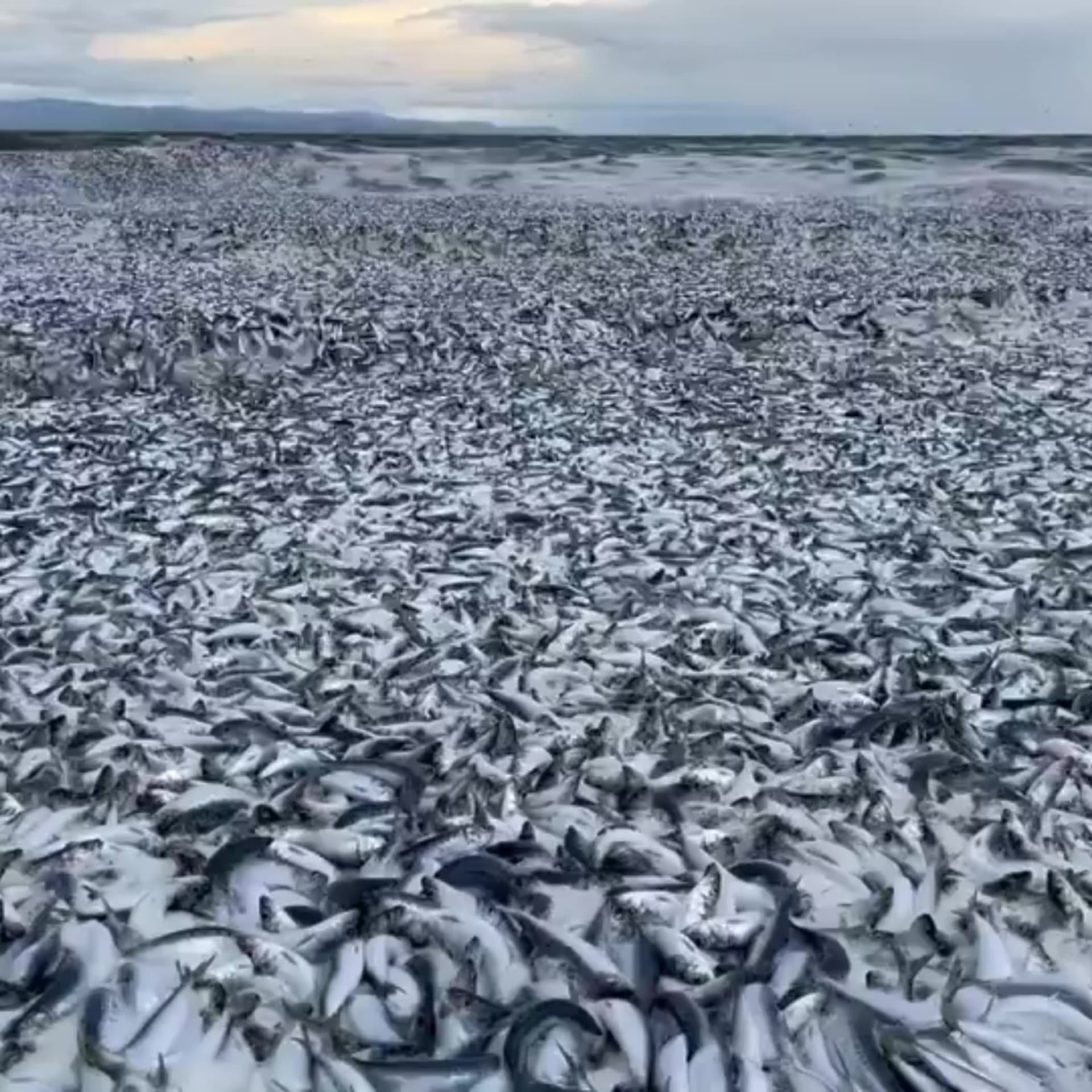 An enormous amount of dead fish are appearing along the northern ...