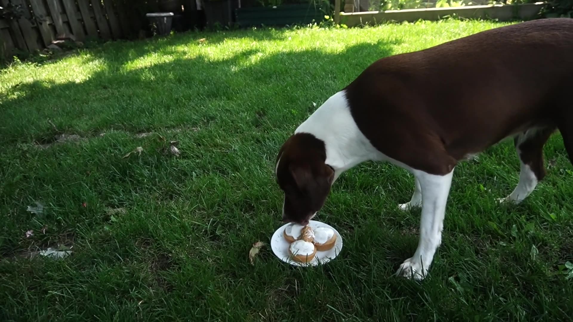 TUBBY'S 3RD BIRTHDAY CAKE