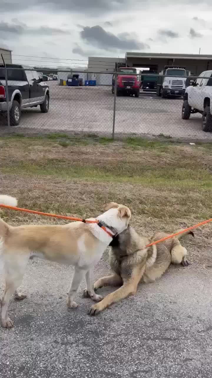#16 male GSD #27 male yellow lab mix March2022