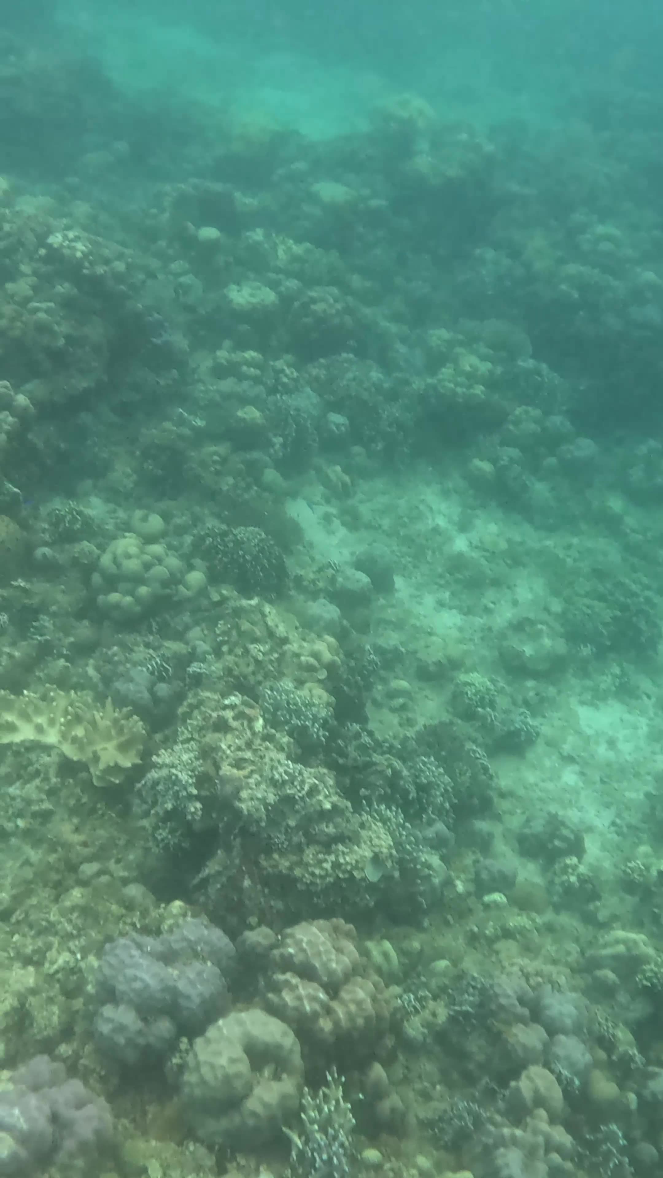 Snorkeling Adventures Philippines. The reef is growing fast and ...