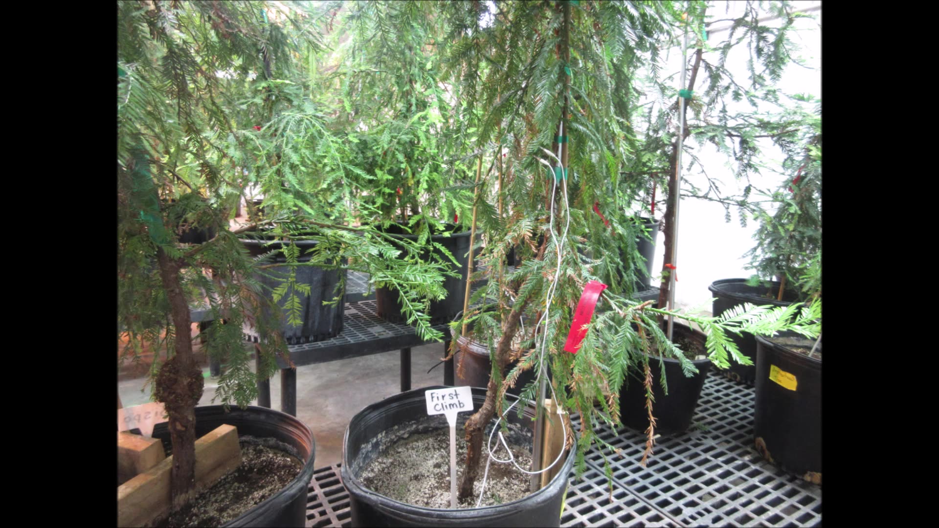 Ascend Old Growth Canopy First Climb Coast Redwood Tree Clone Archangel ...