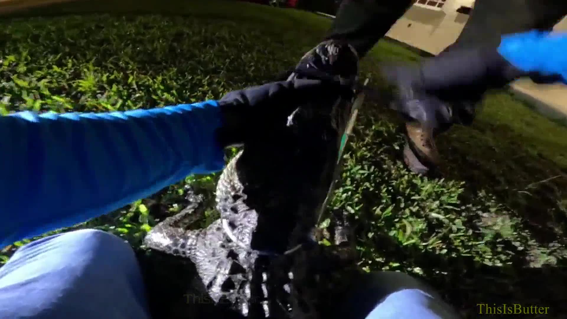 Body cam shows a five-foot gator being hauled away from Cutler Bay home ...
