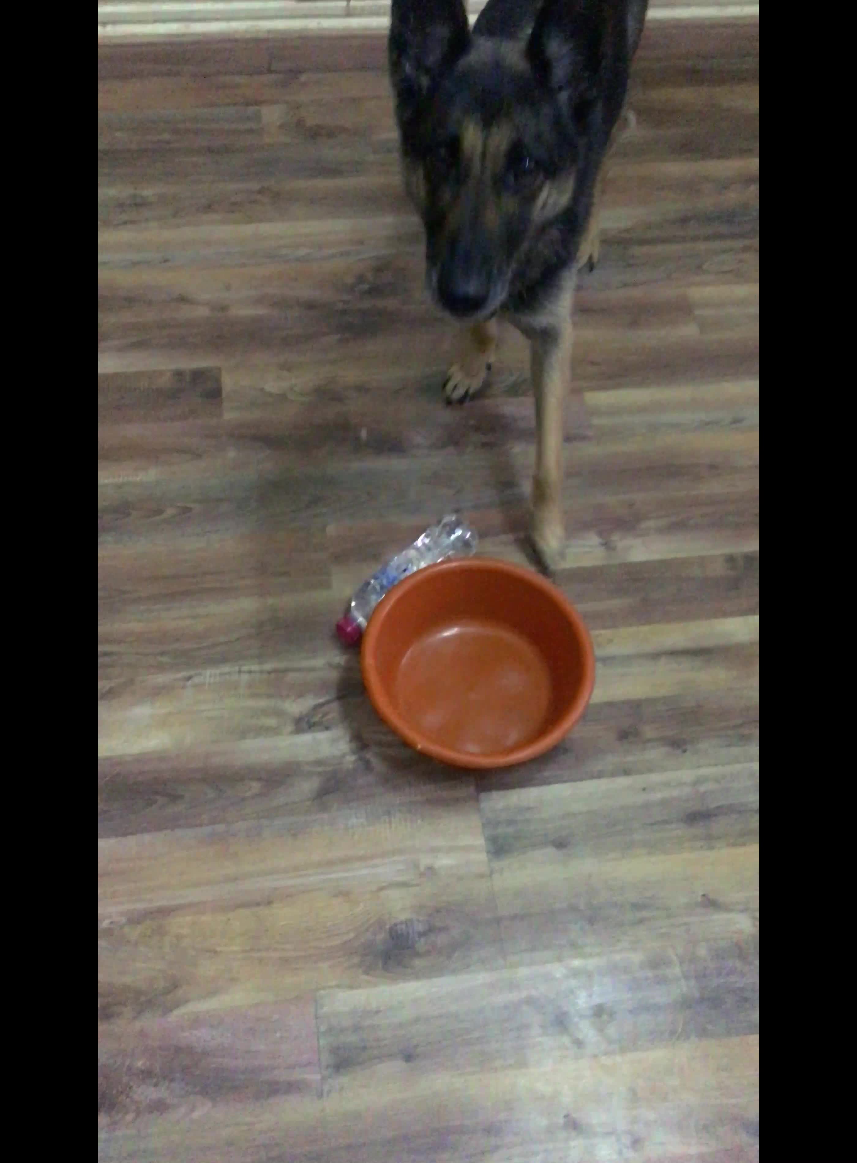 Smart Doggo Shows Dad Exactly What it Wants