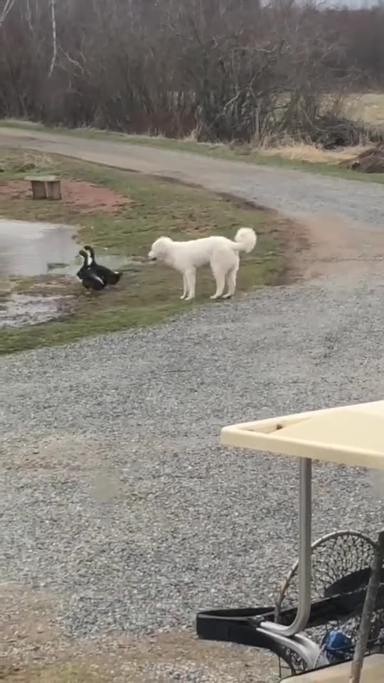 why play duck duck goose when we can play duck duck dog