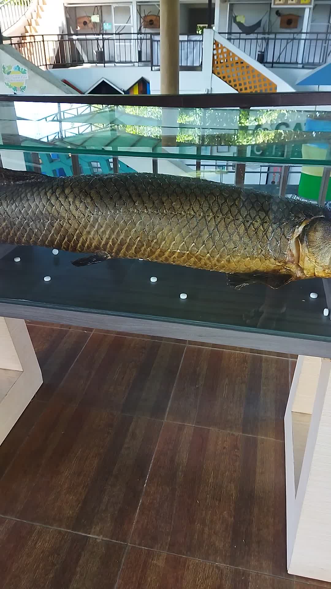 Giant Arapaima