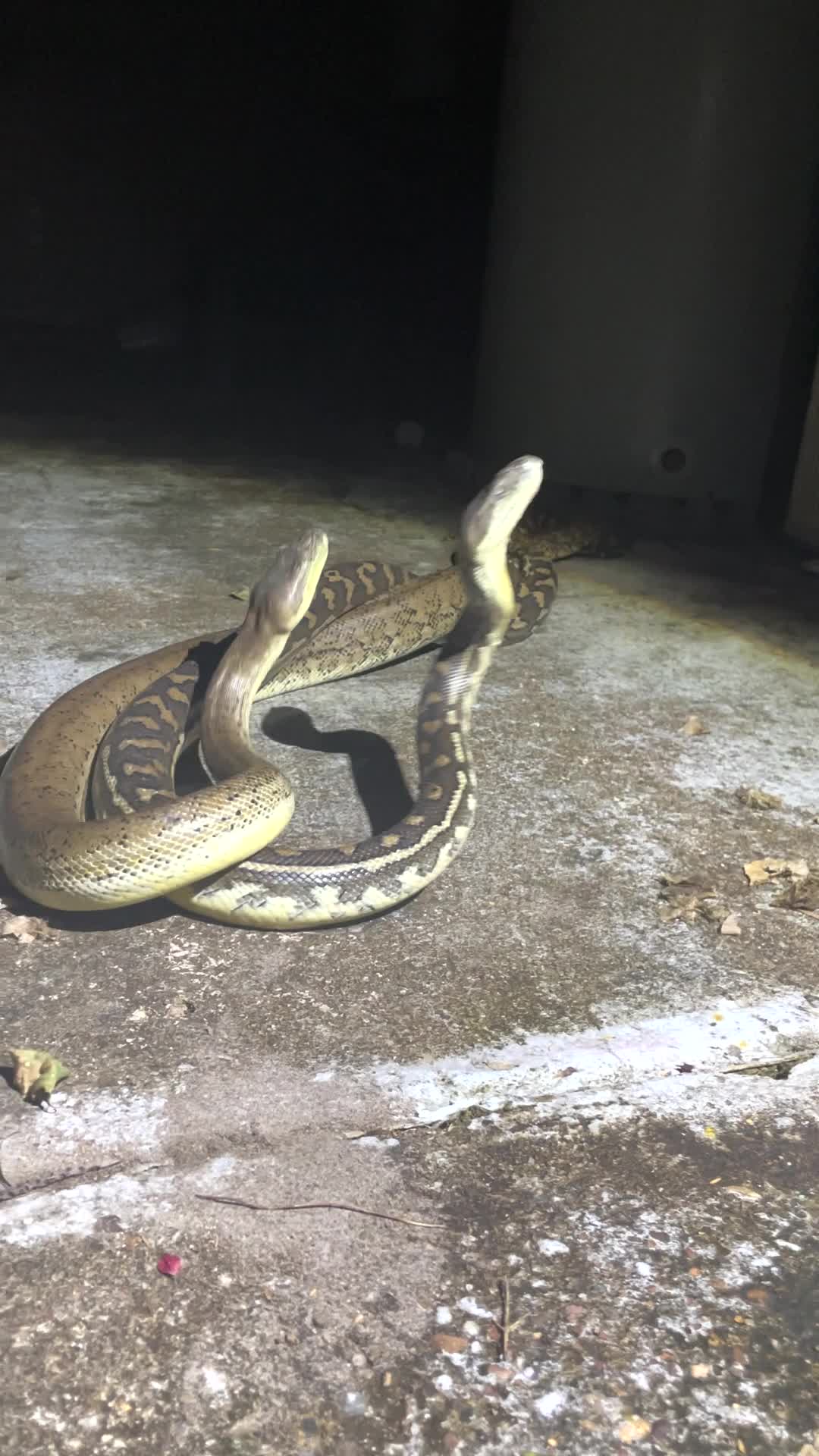 Two Carpet Pythons Tangle and Twist