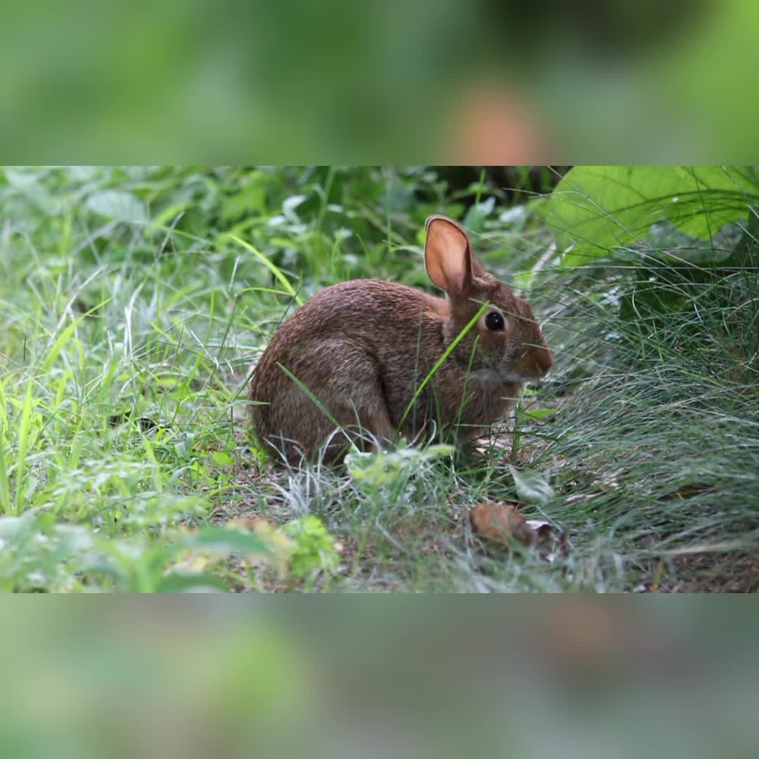 5 Interesting Facts About Rabbits