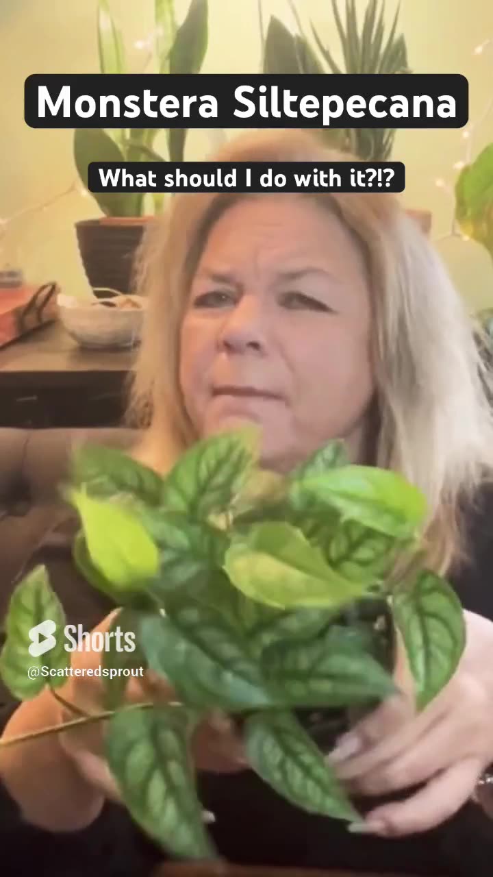 My Monstera Siltepecana…
