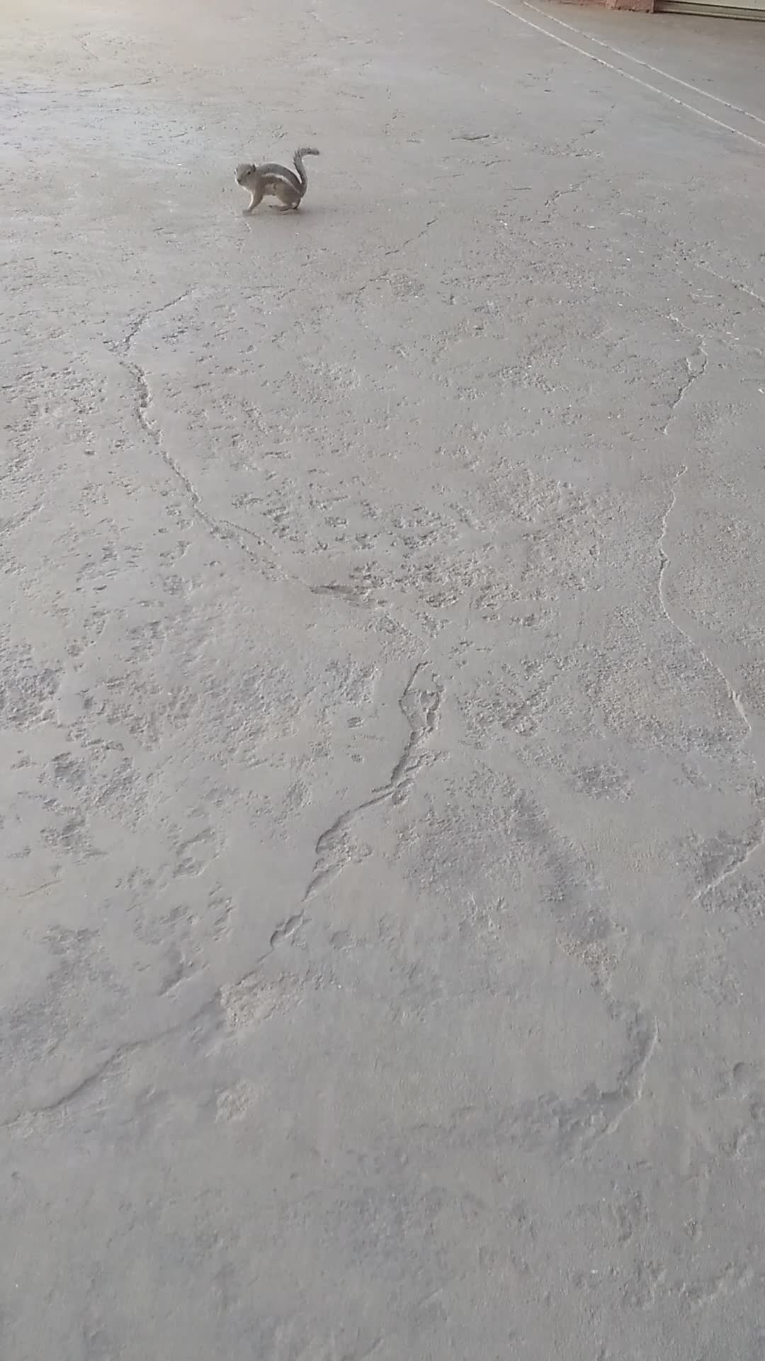 Adorable chipmunk comes to say hi!