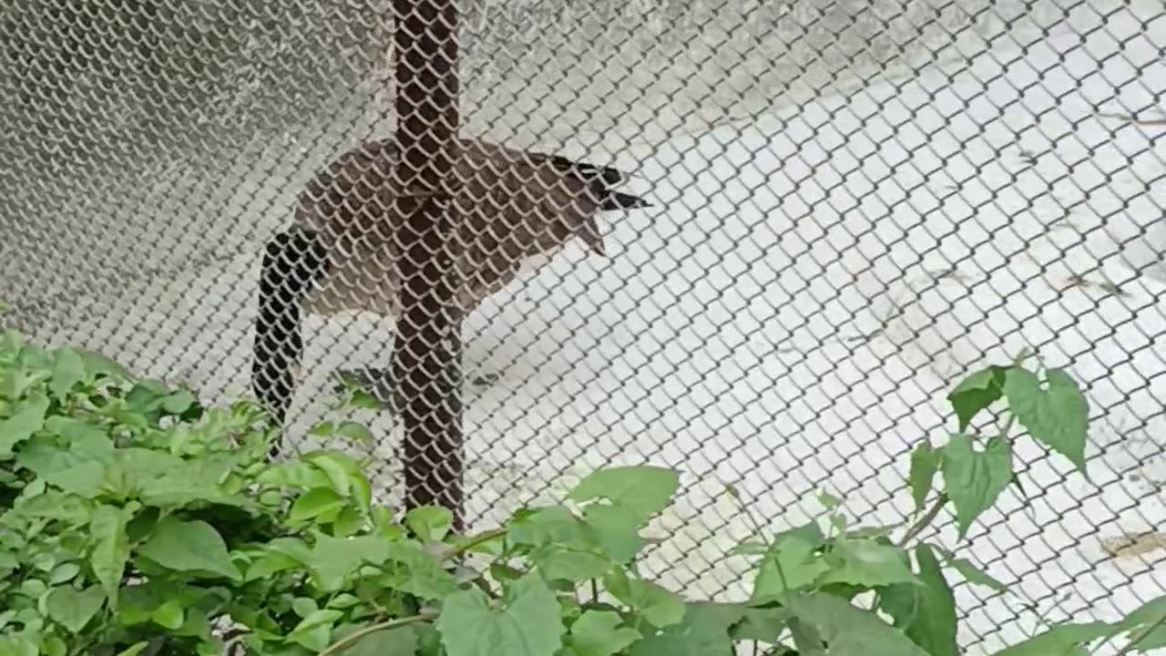 Duck park seducktiv duck, tiktok ducks, mom duck, wrinkle the duck ...