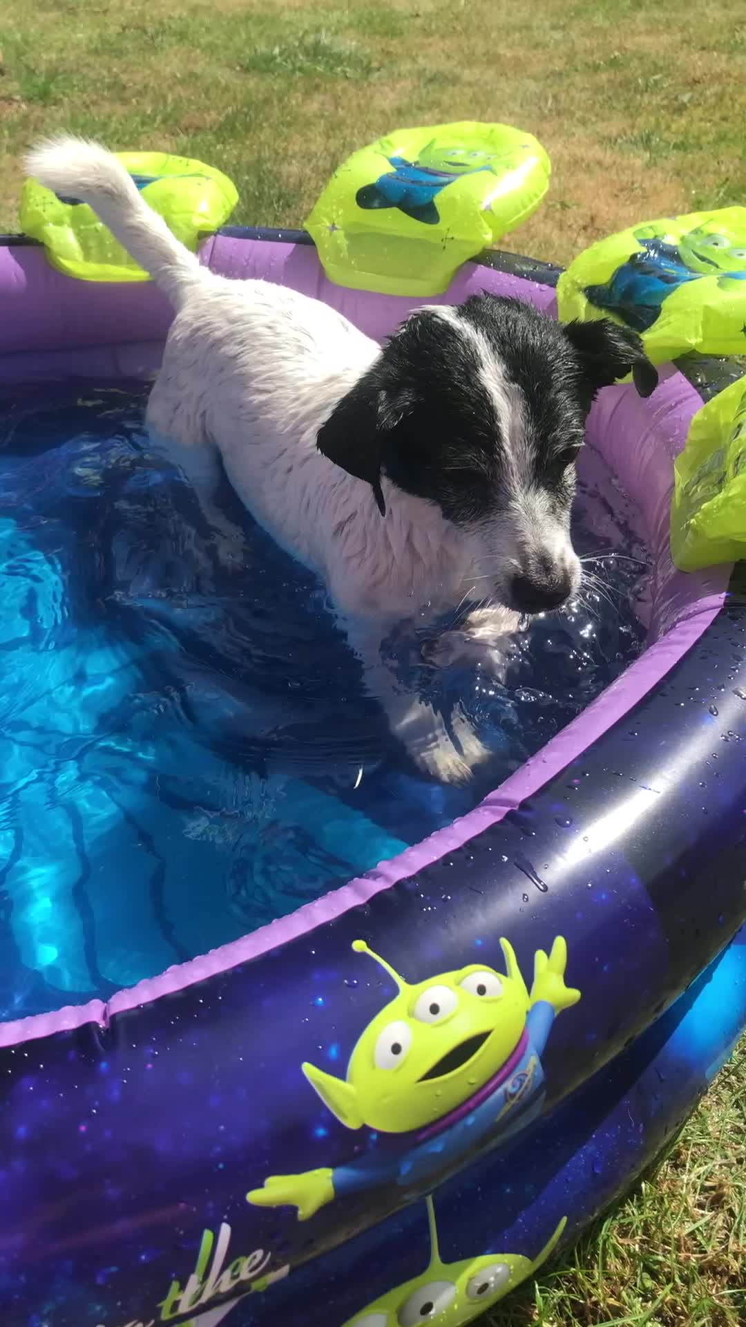 Cute Roxy trying to swim