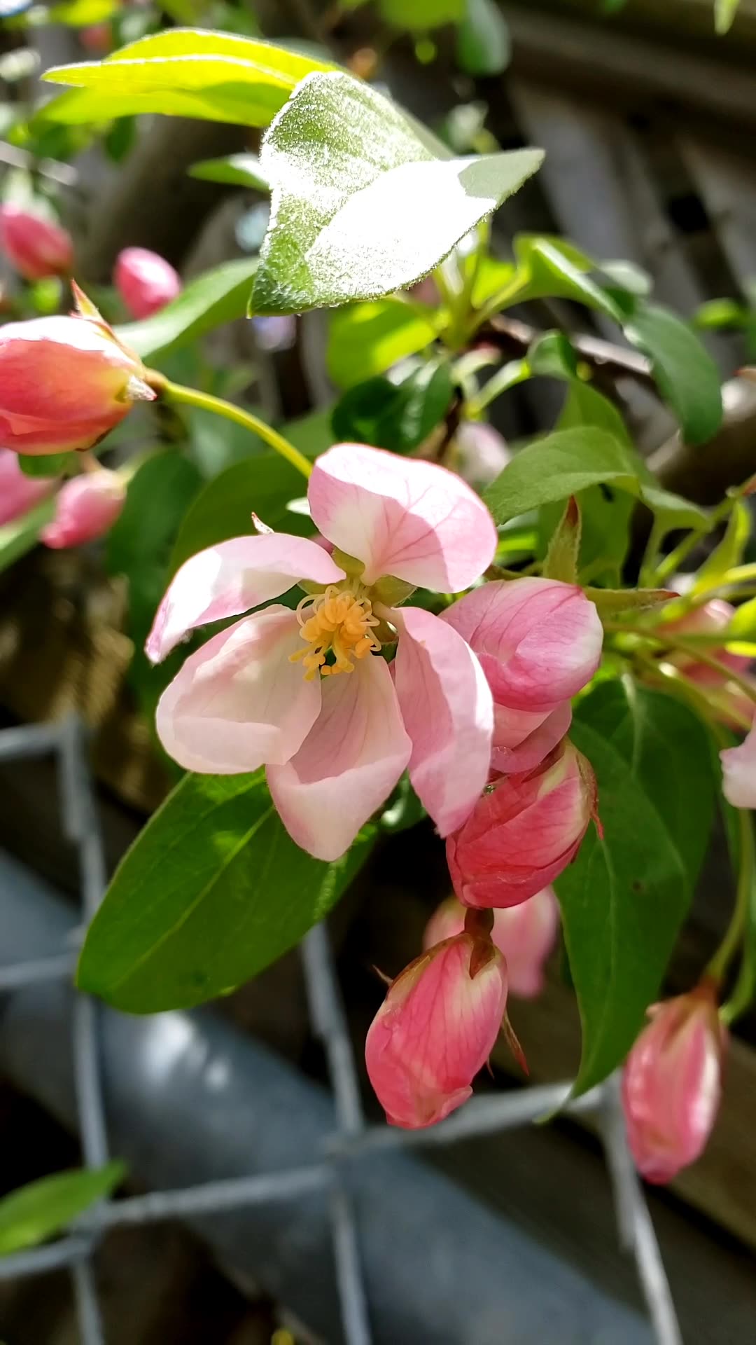 Crabapple Flowers, genus Malus 2024